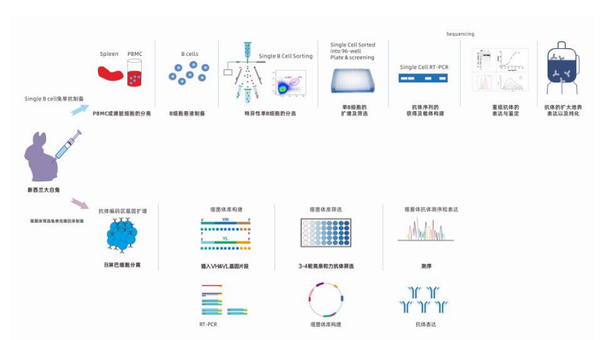 从兔抗体库到兔单克隆抗体 知乎