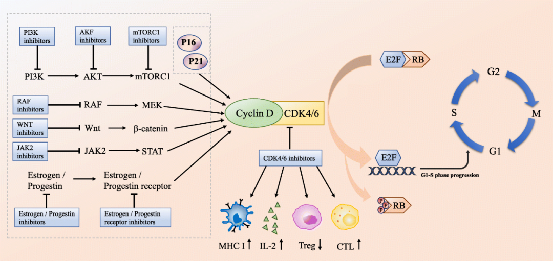 鹰谷靶点 | FDA批准首个乳腺癌CDK4/6抗耐药分子进入临床 - 知乎