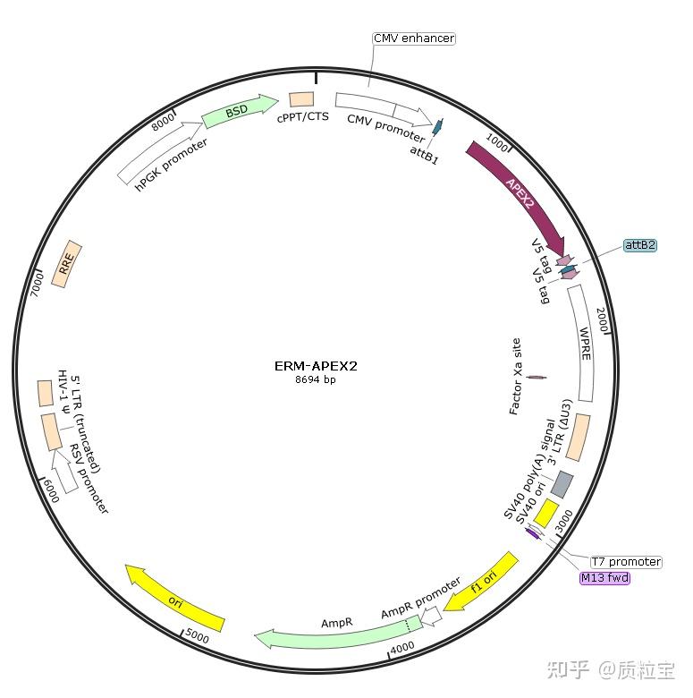 ERM-APEX2(Plasmid #79055) 邻近标记技术APEX2 - 知乎