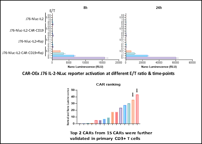 Jurkat76报告细胞“赋能”CAR/TCR高效筛选 - 知乎