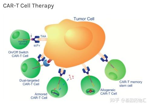 缓解率92.6%！CD19/CD20双靶点CAR-T获FDA快速通道资格！ - 知乎