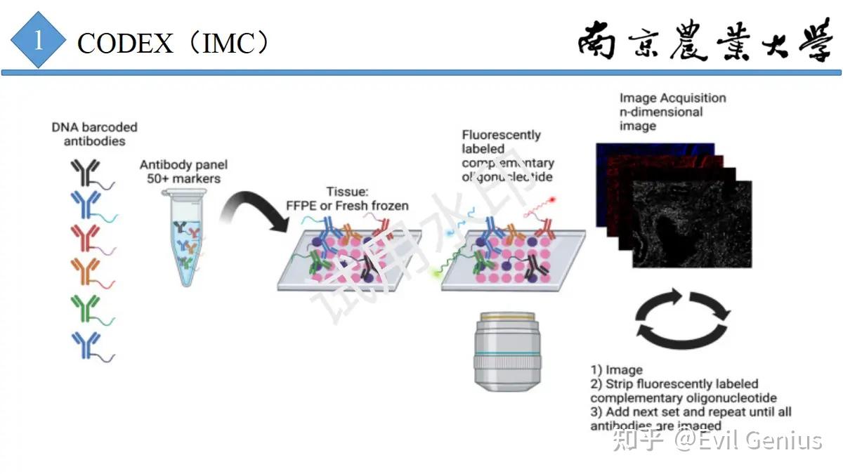 第26课PPT--CODEX（IMC、mIHC）基础分析梳理 - 知乎