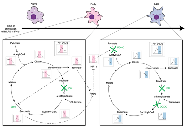 Nature Metabolism丨巨噬细胞响应脂多糖和干扰素-γ刺激的两阶段代谢重塑 - 知乎