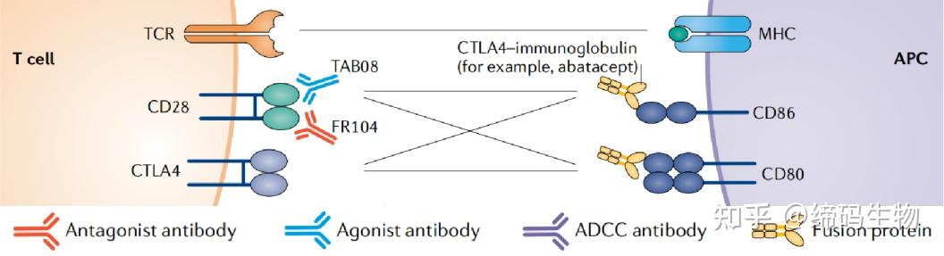 肿瘤免疫靶点 | CD28 - 知乎
