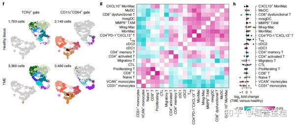 肿瘤微环境中的新秀：CXCL13+ T细胞 - 知乎