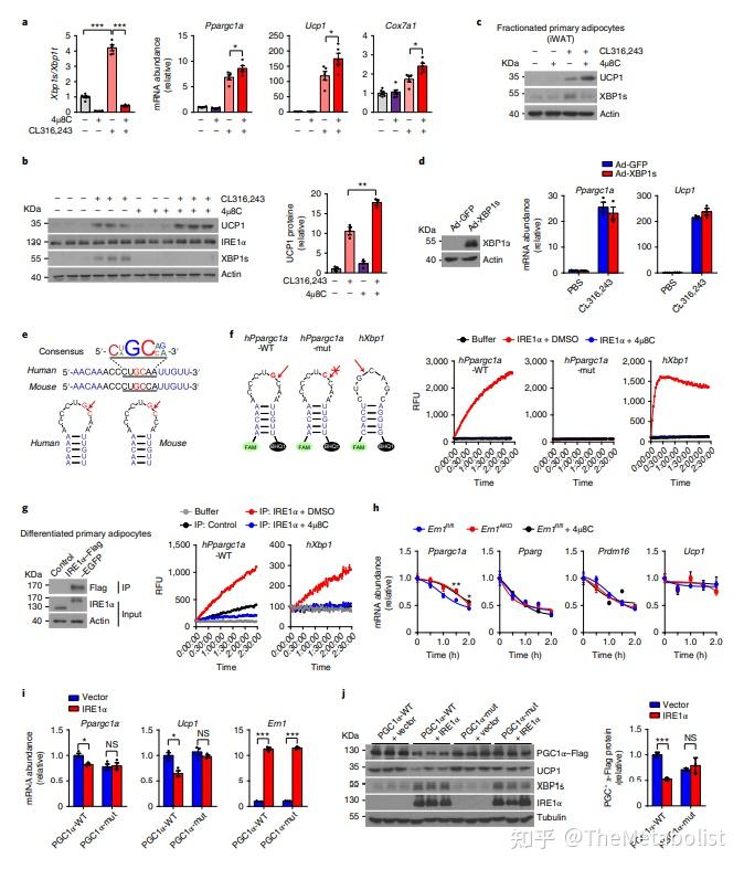 Nature Metabolism：内质网应激促肥胖？原来是IRE1α在捣乱！ - 知乎