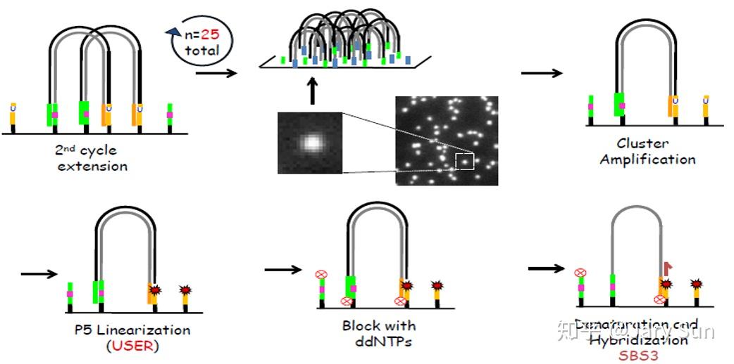 Illumina Hiseq/Miseq测序原理简介 - 知乎