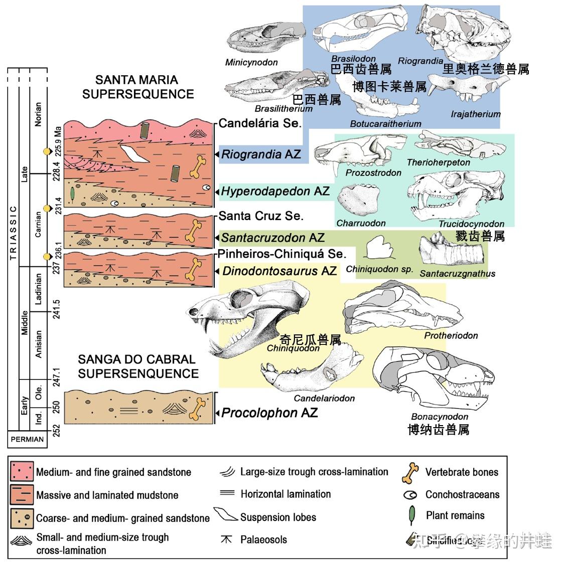 【地球演义】第二百八十二回 百兽图12：黄鼠狼下豆杵子 - 知乎