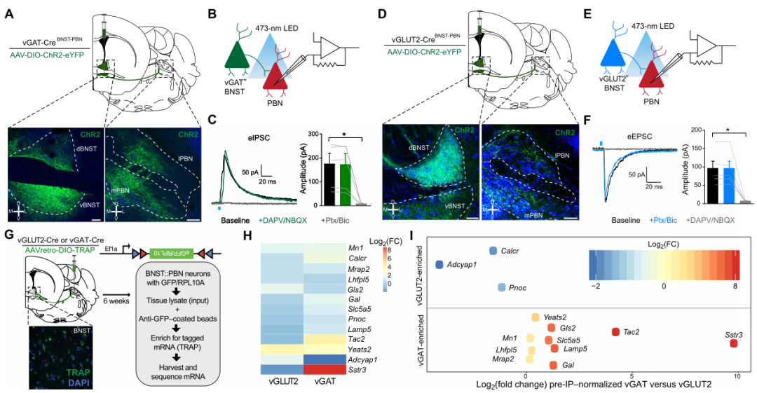 去猎食还是被猎食，一条神经环路抉择的两难《文献解读》BNST-PBN的神经环路改变威胁评估并能调节摄食行为 - 知乎