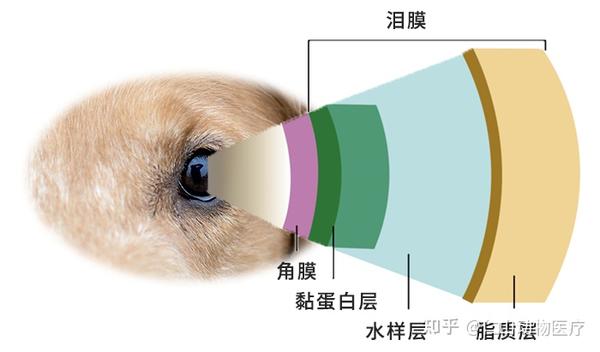 兽医眼科｜动物眼科Schirmer 泪液测试(STT)及数值判读 - 知乎