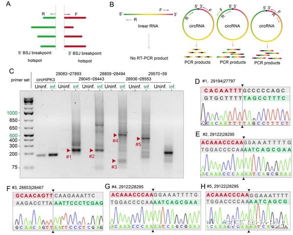 环状RNA十周年 | 测序技术篇 - 知乎