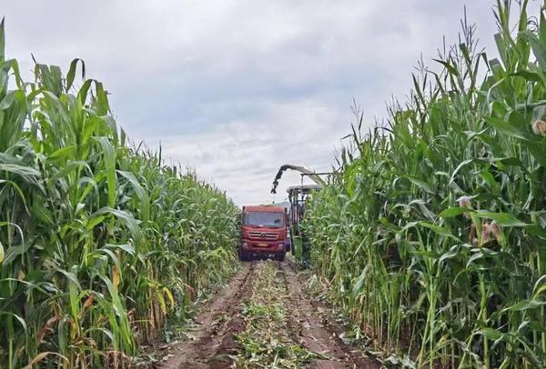 种植玉米如何确定播种间距？等行播种和宽窄行播种哪个好？ - 知乎