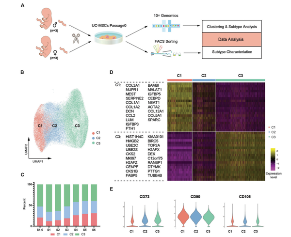 Adv Sci︱孙凌云/余佳团队发现有独特异质性的人脐带间充质干细胞BAMBIhighMFGE8high亚群 - 知乎