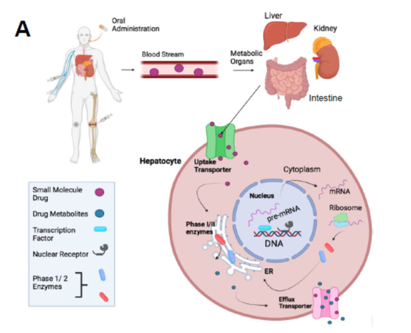 解读 │ FDA 批准的反义寡核苷酸药物的吸收、分布、代谢和排泄特征 - 知乎