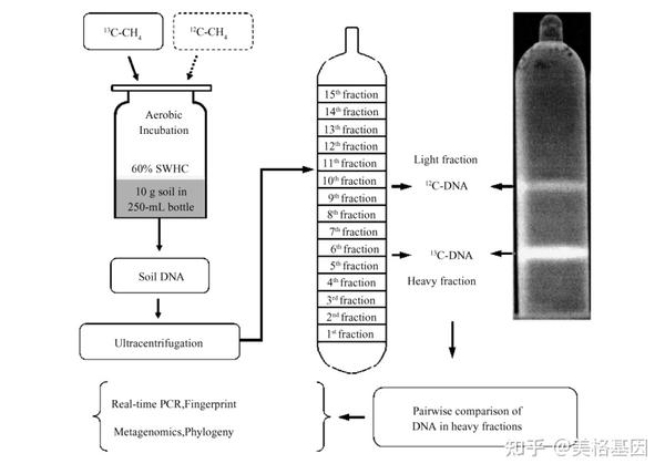 美格基因·新品上线 | DNA-SIP技术服务助力科学研究！ - 知乎