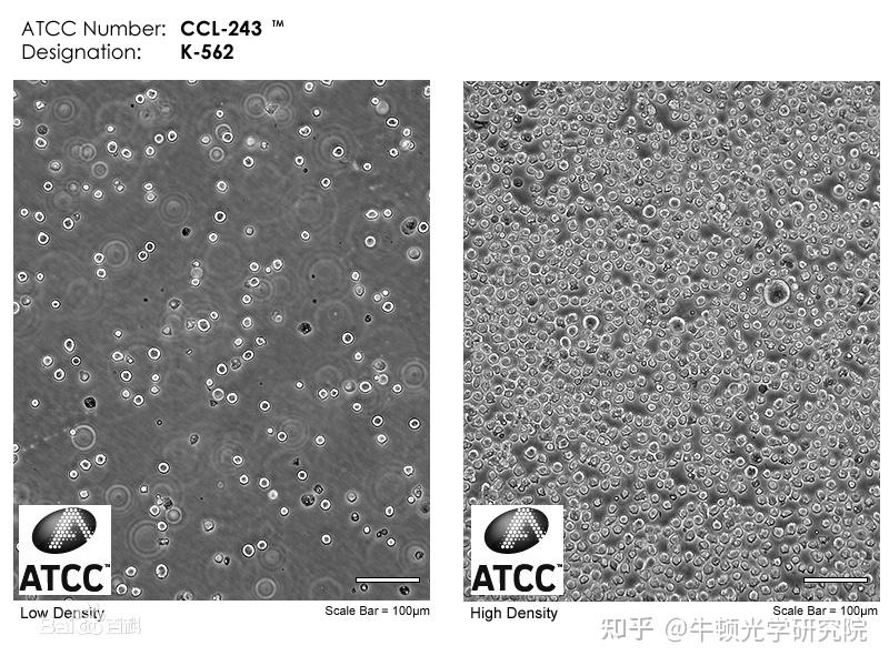 【细胞解读系列】K562细胞——癌症研究中的秘密武器 - 知乎