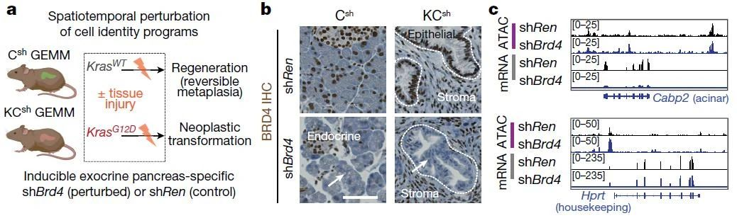 Nature | KRAS突变与组织损伤推动染色质状态变化，转化为癌细胞 - 知乎