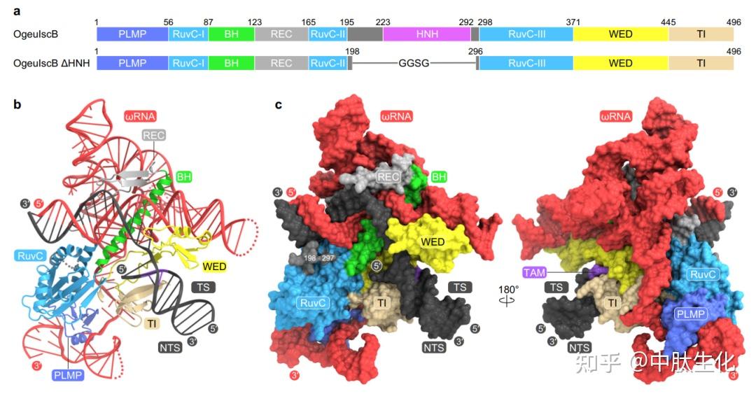 张锋最新论文：CRISPR-Cas9的祖先IscB-ωRNA的结构和功能机制 - 知乎