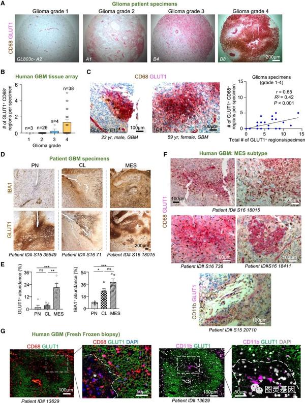 Immunity | 缺氧微环境吸引肿瘤相关巨噬细胞和细胞毒性T细胞，并进行免疫抑制重编程 - 知乎