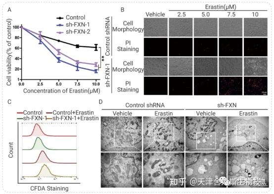 常驻-国自然热点“铁死亡”，究竟该如何检测？ - 知乎