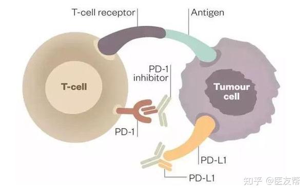 什么是PD-L1；免疫治疗的有效预测指标 - 知乎