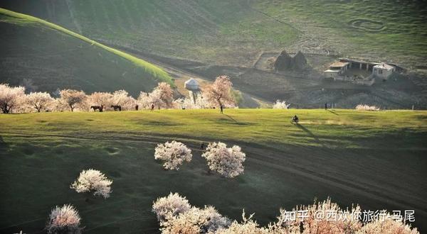 新疆杏花这么美，最全赏花攻略看这篇就足够了！ - 知乎