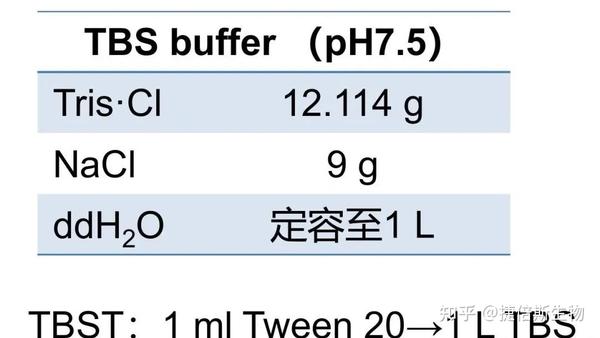 Western Blotting 实验操作要点及数据分析 - 知乎