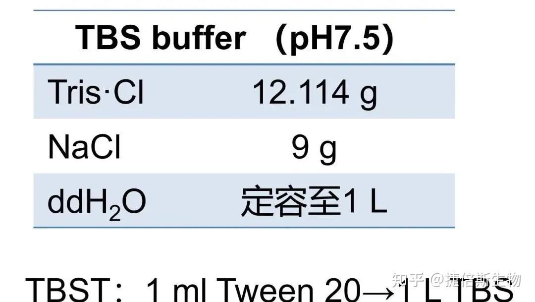 Western Blotting 实验操作要点及数据分析 - 知乎