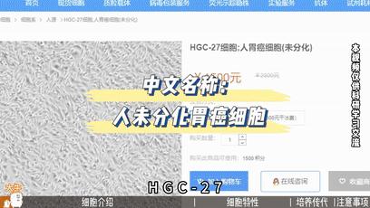 HGC-27细胞培养，人未分化胃癌细胞培养攻略 - 丰晖生物 - 知乎