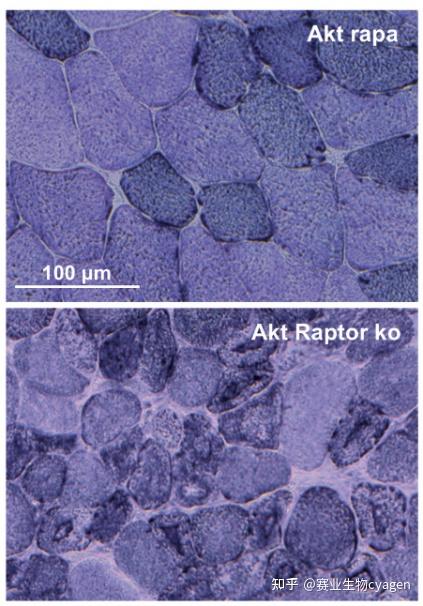 研究发育和衰老的关键信号通路mTOR——Rptor基因敲除小鼠 - 知乎