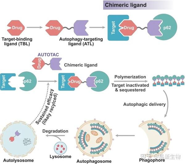 硬核梳理|一文教你区分PROTAC，LYTAC，AUTAC..... - 知乎
