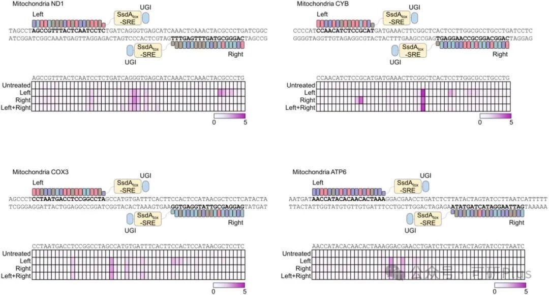 可媲美BE4max的新型碱基编辑器--SsCBE - 知乎
