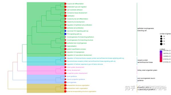 RNA-seq入门实战（六）：GO、KEGG富集分析与enrichplot超全可视化攻略 - 知乎