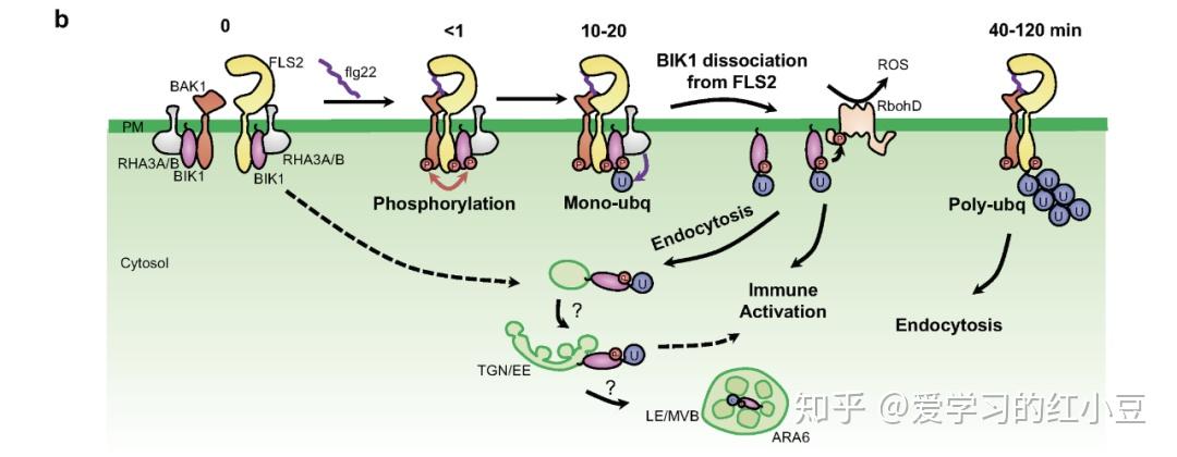 Nature | 配体诱导的BIK1单泛素化调控植物免疫 - 知乎