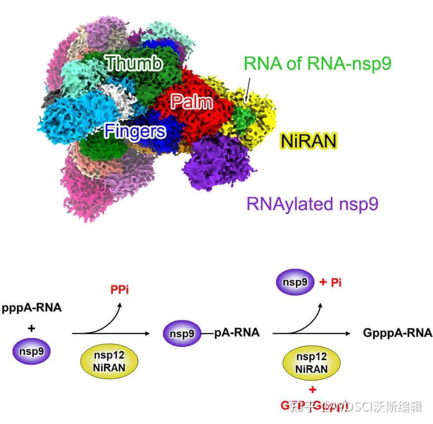 Cell | 饶子和/娄智勇/高岩发现生物界中RNA加帽的新机制 - 知乎