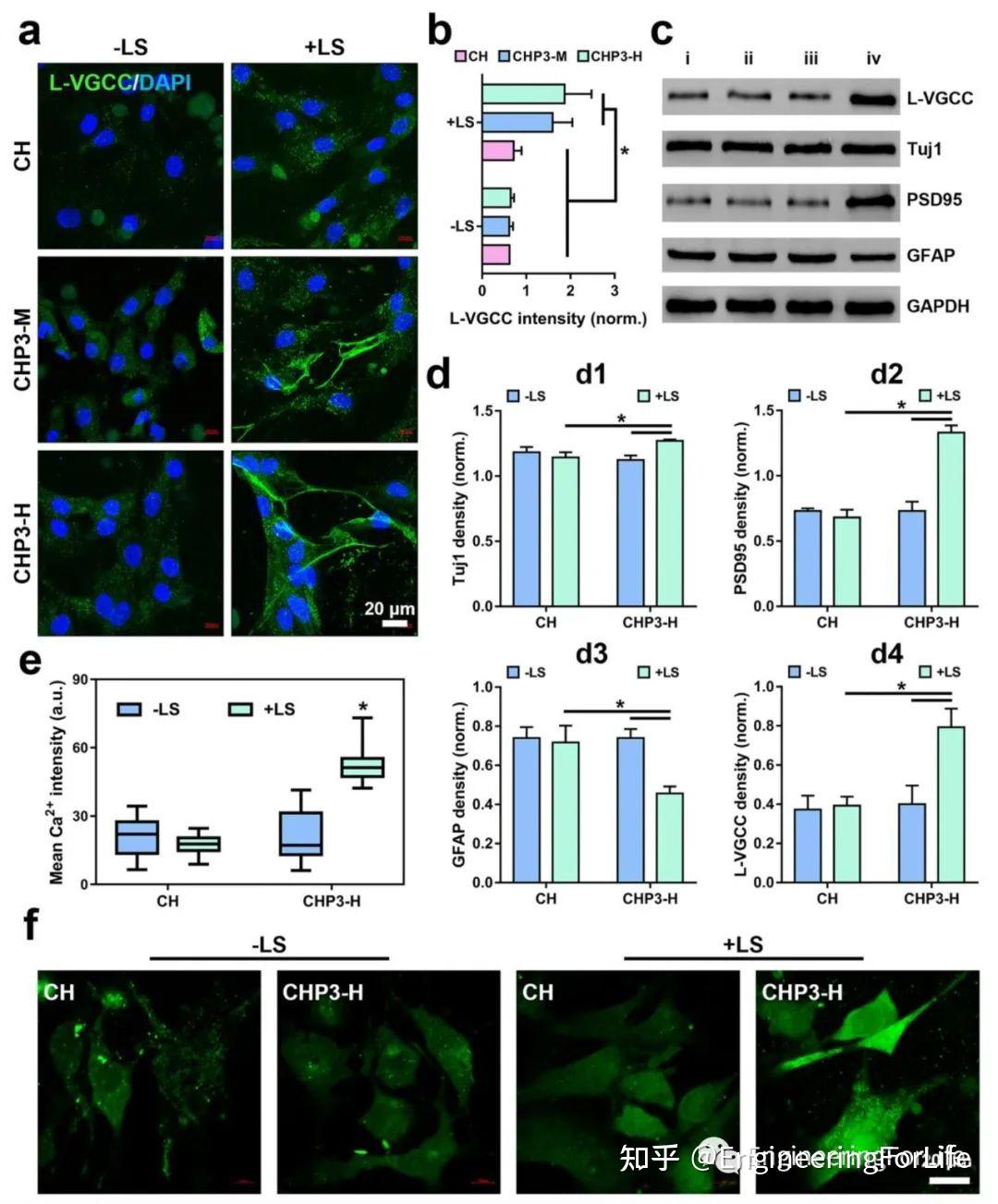 《AHM》：“光电转换，无线遥控””神经元分化的一体化水凝胶平台 - 知乎