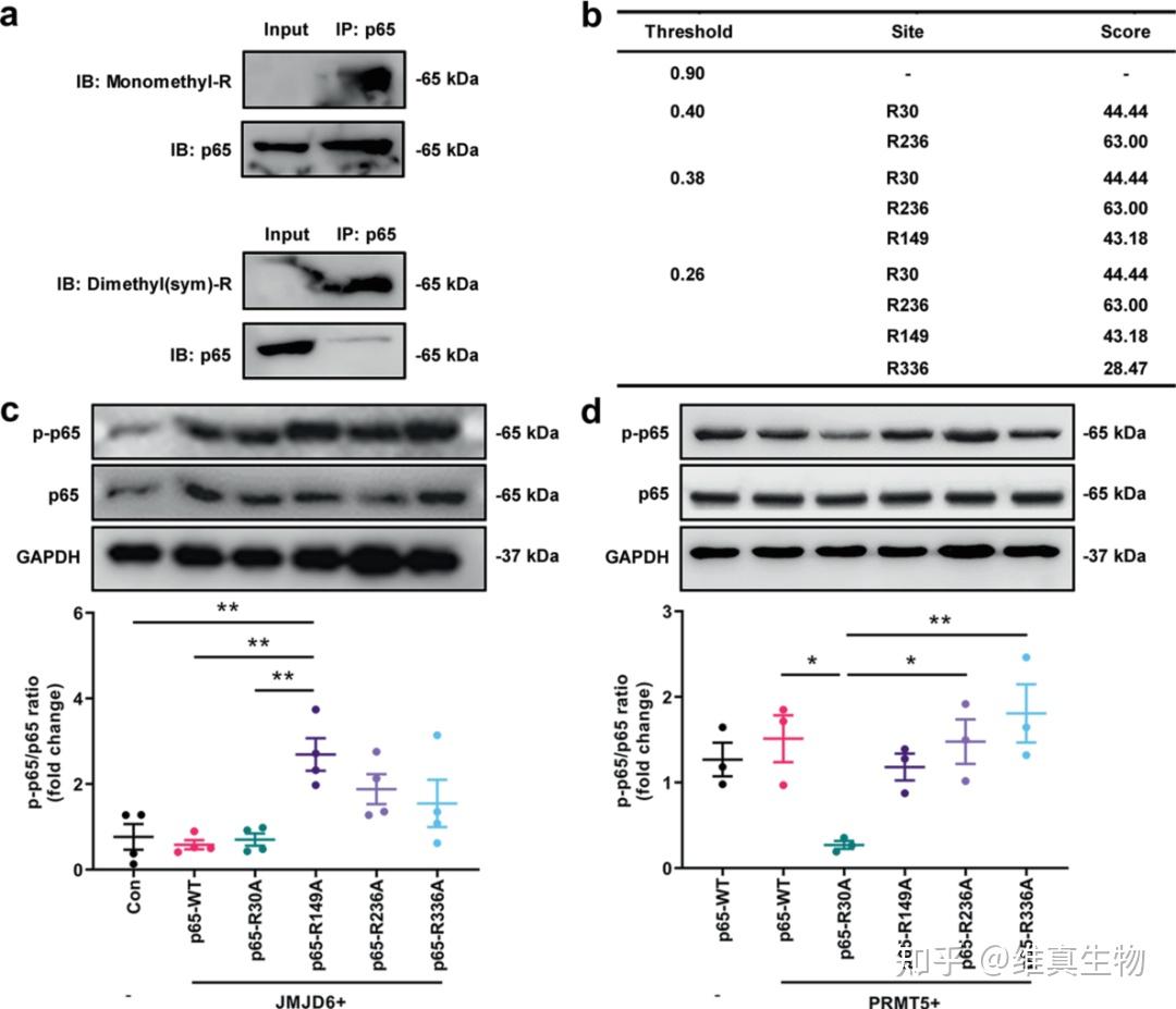 新突破！科学家揭示JMJD6在异丙肾上腺素诱导的病理性心肌肥大中的保护作用 - 知乎