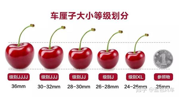 樱桃（车厘子）J级，JJ级，JJJ级，XL级代表什么意思？划分标准是？