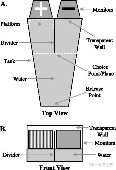 用于评估大小鼠视力的行为实验：视觉梯形水迷宫（Visual Water Task） - 知乎