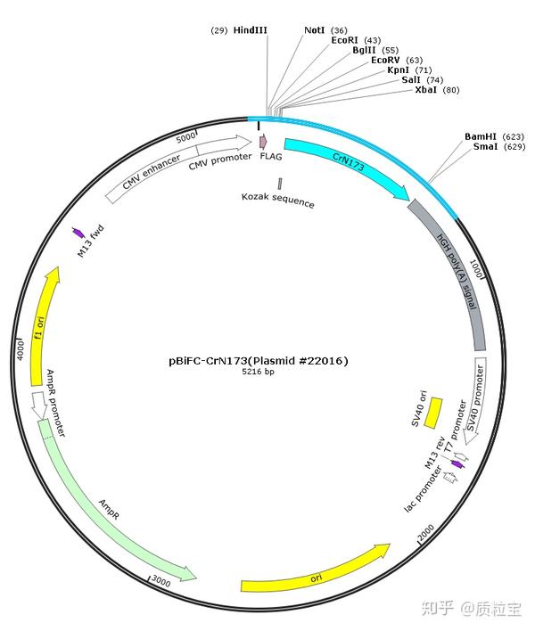双分子荧光互补载体 - 知乎