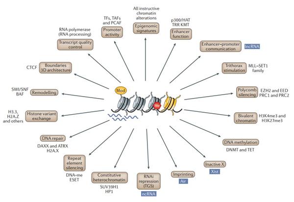 Nat Rev Genet | 20 年来表观遗传领域核心进展之全景解读 - 知乎