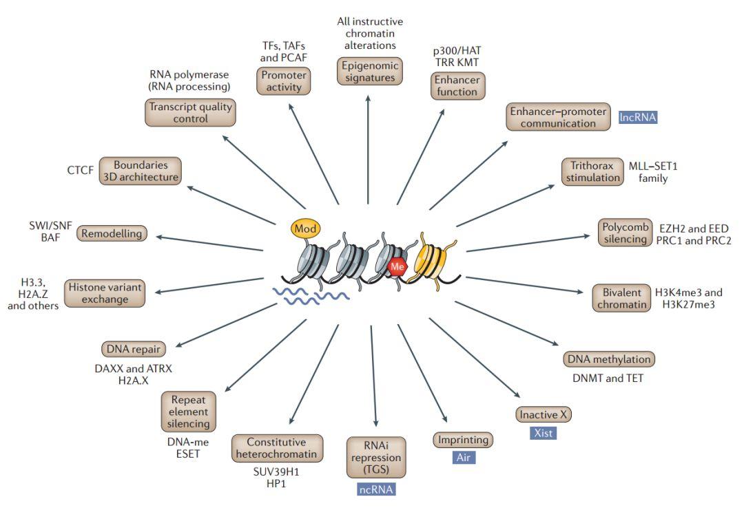 Nat Rev Genet | 20 年来表观遗传领域核心进展之全景解读 - 知乎