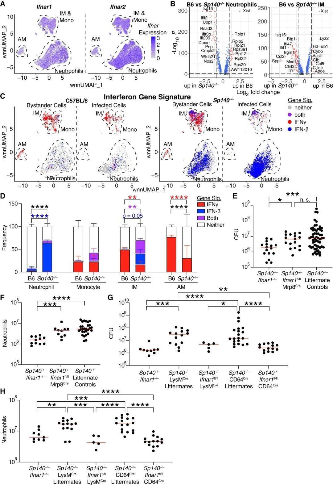 Cell｜I型干扰素驱动的结核病易感性的早期细胞机制 - 知乎
