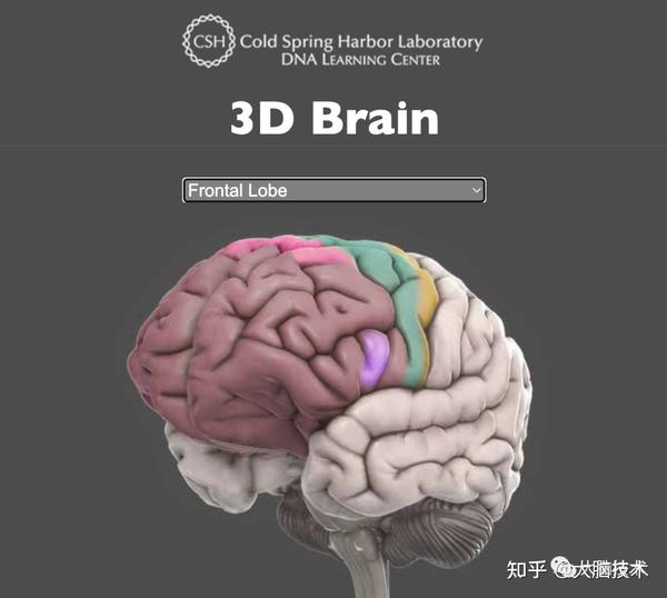 一个免费的大脑脑区可视化网页 - 知乎
