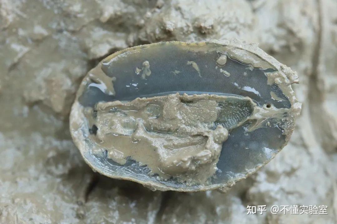 海参太贵？别急，平替来啦！手把手教你辨认“土海参”~ - 知乎