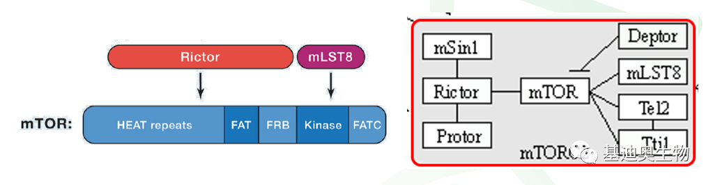 与一款抗衰老神药相关的通路—mTOR信号通路（上） - 知乎