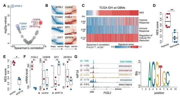 Cancer Discov | 胶质母细胞瘤中肿瘤与免疫环境的自然协同进化 - 知乎