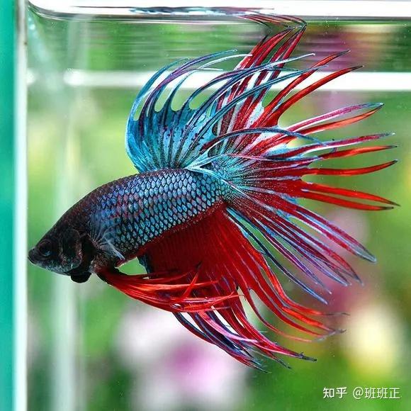 只养一条斗鱼应该怎么养？新手攻略来了～ - 知乎
