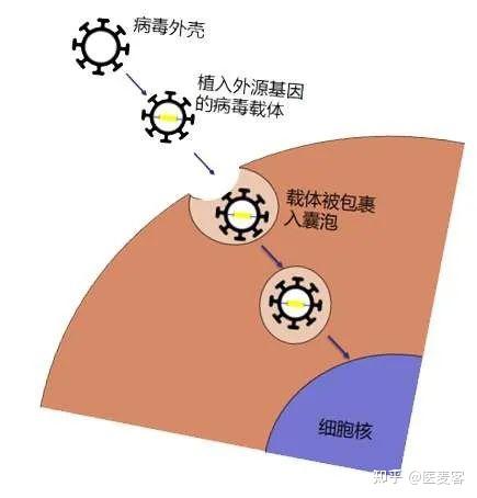 一文探究：AAV基因疗法的临床应用优势与挑战 - 知乎
