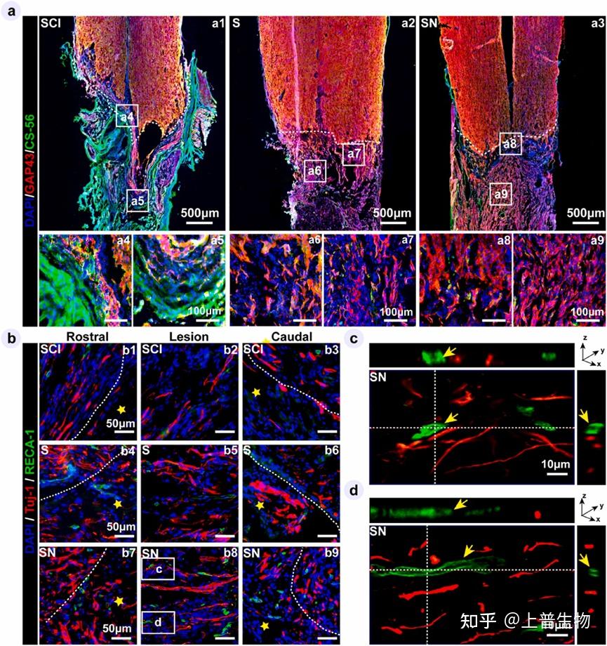清华大学王秀梅教授团队在Bioactive Materials|生物3D打印神经样纤维可以改善生态微环境从而促进大段脊髓损伤再生 - 知乎